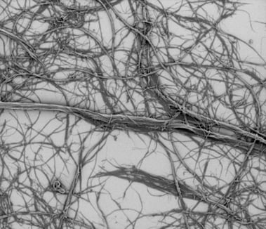 What is Cellulose fibrils and Exilva microfibrillated cellulose?